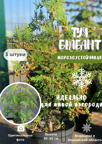 ТУЯ западная, сорт БРАБАНТ (Brabant), КОМПЛЕКТ 3 штуки, высота 40-60см ...
