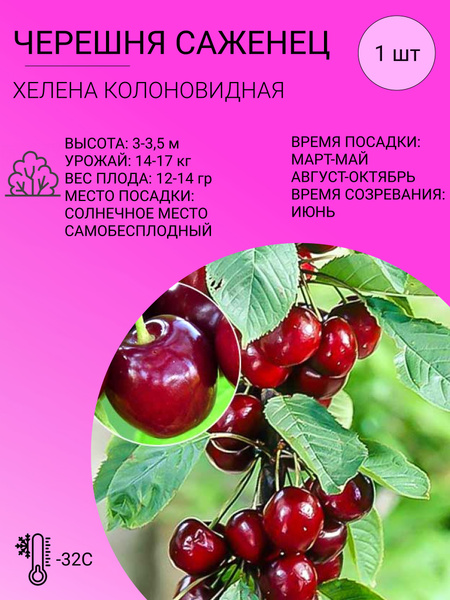 Черешня Черешня_Колоновидная Хелена - купить по выгодным ценам в ...
