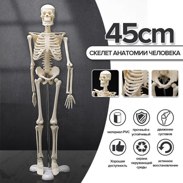 45CM Стандартная анатомическая модель человеческого скелета купить на ...