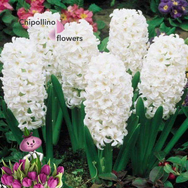 Луковицы Гиацинт Chipollino flowers купить по выгодной цене в интернет ...