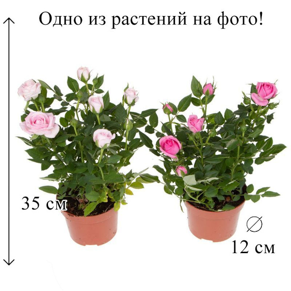 Роза, Кустовая роза красный, 12 дм, 1 шт - купить по выгодной цене в ...