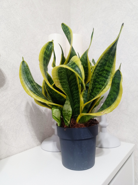 Сансевиерия Драгон Тонге (Язык дракона)(sansevieria dragon tongue ...
