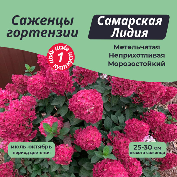 Гортензия Самарская Лидия - купить с доставкой по выгодным ценам в ...