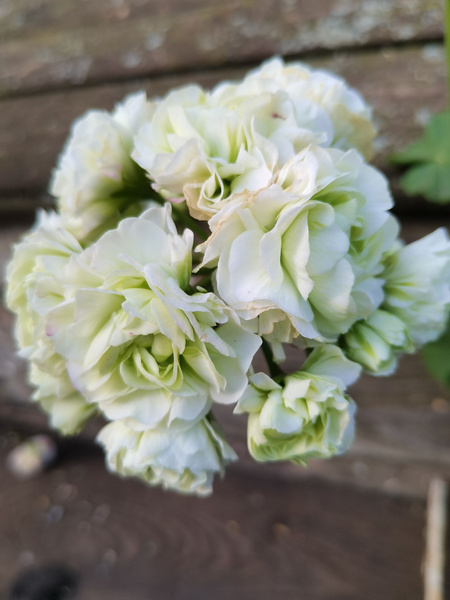 Пеларгонии (Герань) Midori Buke - купить по выгодным ценам в интернет ...