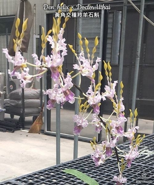 Den. helix Doctor Uthai 2,5 НЕ ЦВЕТЕТ купить на OZON по низкой цене ...