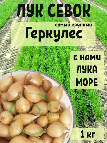 Лук севок Лукаморе сорт Геркулес купить на OZON по низкой цене (1792265336)