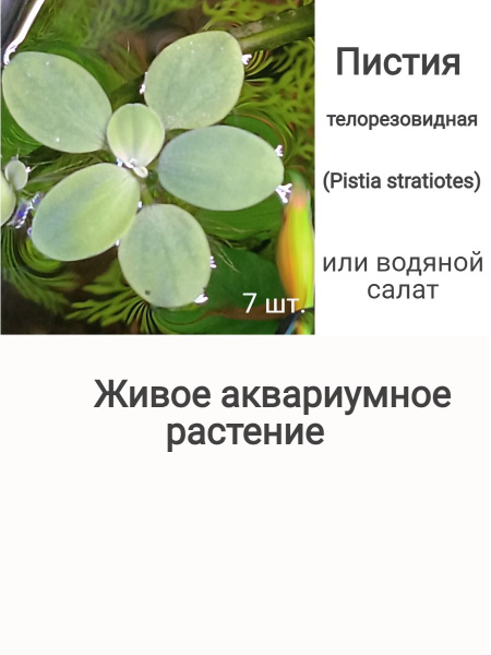 Пистия телорезовидная (Pistia stratiotes) 7 корней - купить с доставкой ...