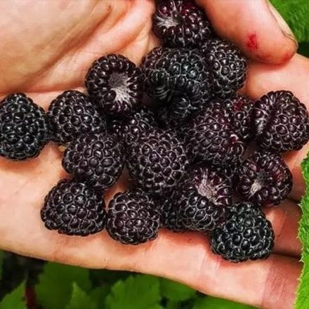 Малина черная "Black Jewel", Блэк Джевел - купить с доставкой по ...