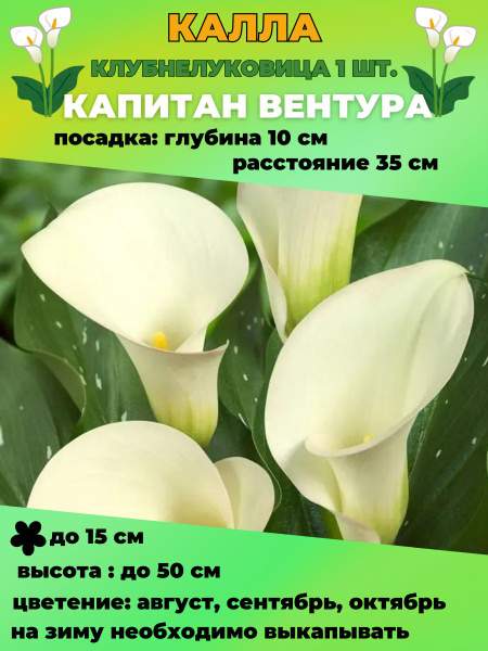 Клубни Калла Magic Garden купить по выгодной цене в интернет-магазине ...