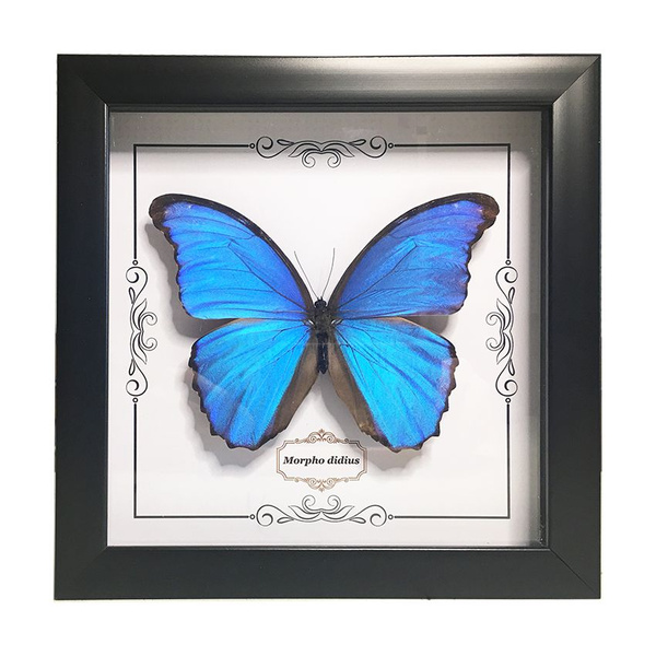 Украшение настенное интерьерное Бабочка Morpho Didius в рамке купить по доступным ценам в