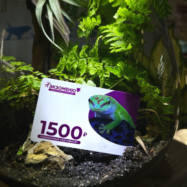 Сертификат-бумага, EXODESIGN - купить по выгодной цене в интернет-магазине OZON (1596839010)