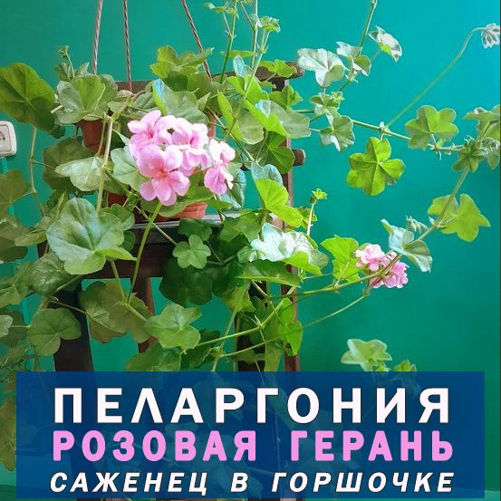 Пеларгония, ампельная герань - саженец в горшочке - купить с доставкой ...