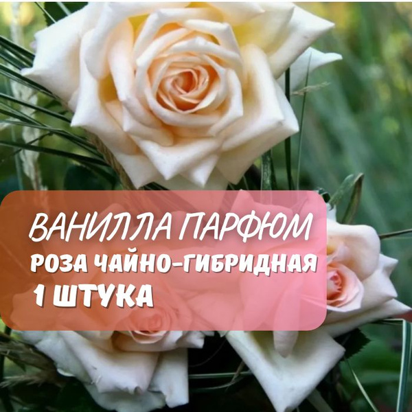 Роза чайно-гибридная Ванилла Парфюм / саженец розы - купить с доставкой ...