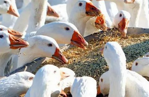 Корм для уток домашних и диких зерносмесь 5кг - купить с доставкой по ...