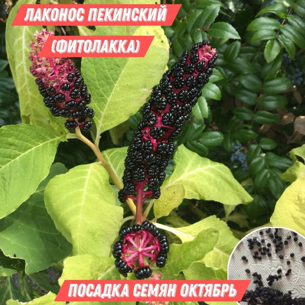 Лаконос Eternal spring Лаконос - купить по выгодным ценам в интернет ...