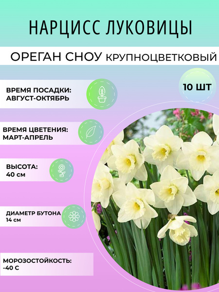 Нарцисс нарцисс - купить по выгодным ценам в интернет-магазине OZON ...