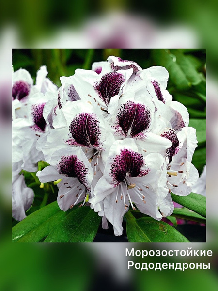 Рододендрон Calsap - купить с доставкой по выгодным ценам в интернет ...