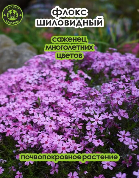 Флоксы ёлочки иголочки флокс шиловидный - купить по выгодным ценам в ...