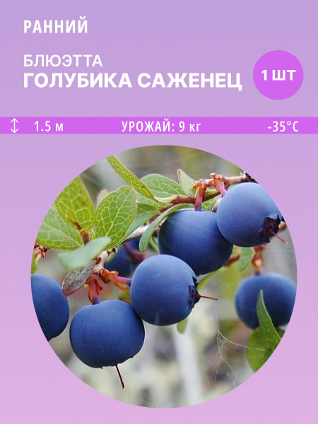 Голубика голубика - купить по выгодным ценам в интернет-магазине OZON ...
