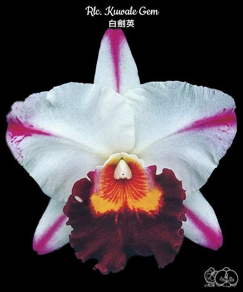 Орхидея Катлея Kuwale Gem купить на OZON по низкой цене (1753120139)