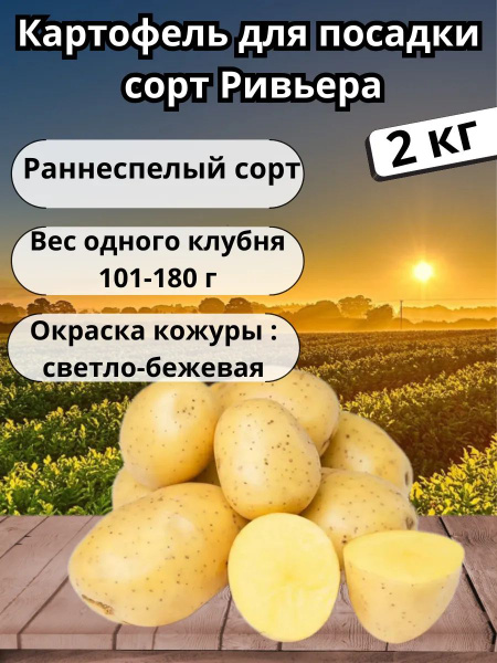 Картофель семенной "Ривьера" 2 кг купить на OZON по низкой цене ...
