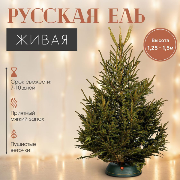 Живая елка Русская ELKI HOME срезанная 1.25 - 1.5 м купить на OZON по низкой цене (1758283383)