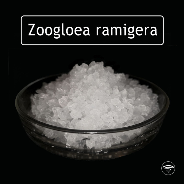 Тибикус (Zoogloea ramigera) живая культура зооглея 0.5кг купить на OZON ...