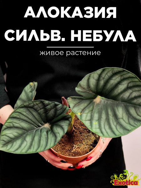 Характеристики Алоказия Сильвер Небула (Alocasia Silver Nebula) D12см ...