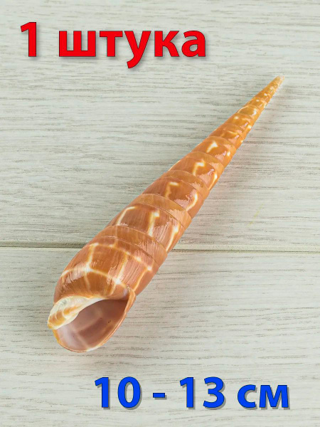 Ракушка Теребра Димидиата Terebra dimidiata - 1 шт. купить на OZON по ...