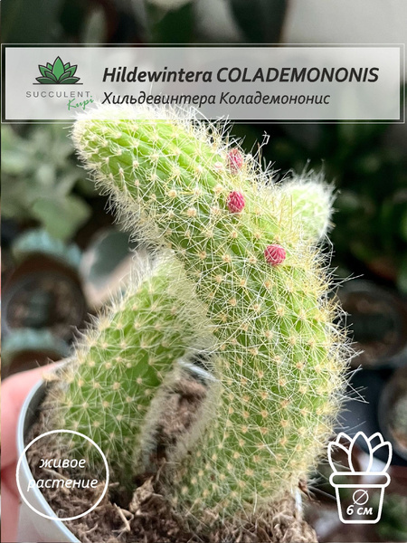 Hildewintera COLADEMONONIS / диаметр горшка 6 см / Обезьяний хвост ...