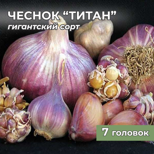 Гигантский чеснок Титан на посадку 7 головок купить на OZON по низкой ...