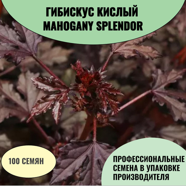 Гибискус PanAmericanSeed Гибискус кислый - купить по выгодным ценам в ...