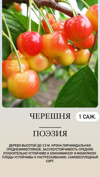 Черешня Черешня - купить по выгодным ценам в интернет-магазине OZON ...