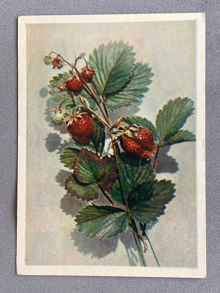 Канцелярия антикварная Открытка СССР Ягоды Земляника 1958 год купить по низким ценам в интернет ...
