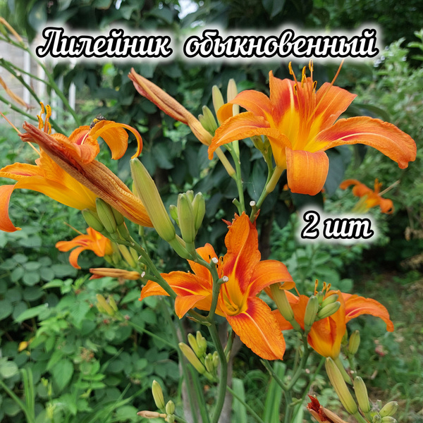 Клубни Лилейник купить по выгодной цене в интернет-магазине OZON ...