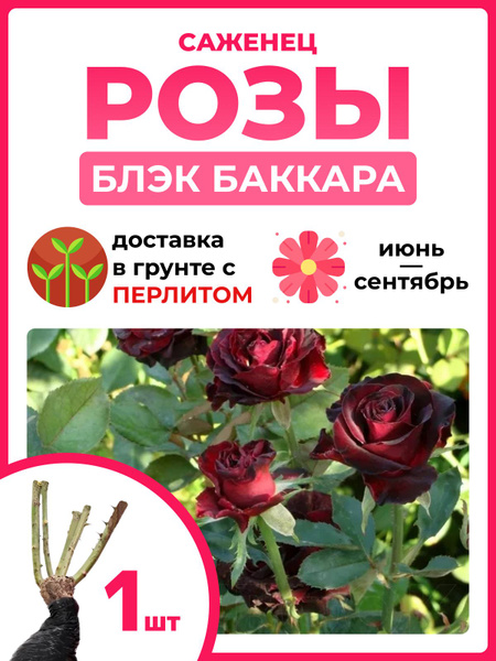 Роза Блэк Баккара, саженец 1 шт - купить с доставкой по выгодным ценам ...