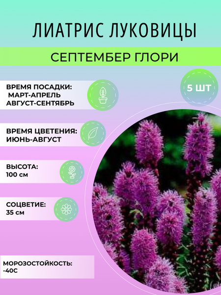 Лиатрис лиатрис - купить по выгодным ценам в интернет-магазине OZON ...