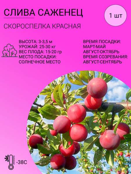 Слива Слива_Скороспелка Красная - купить по выгодным ценам в интернет ...