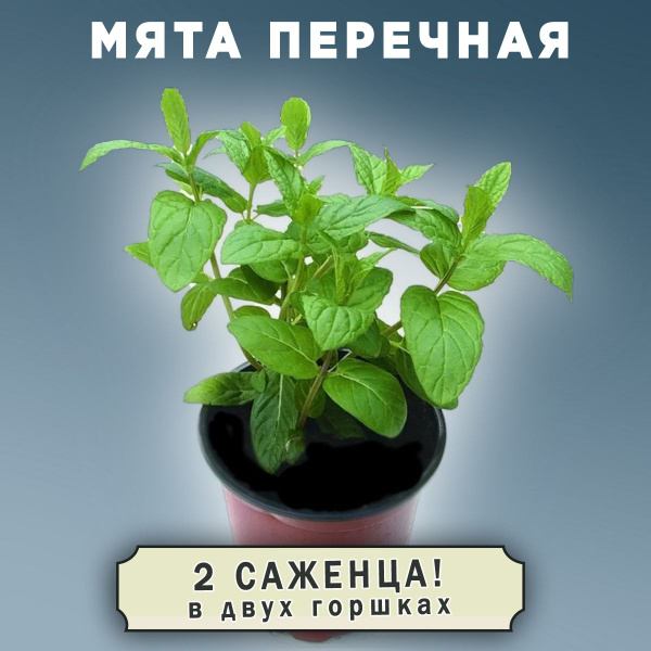 Мята Перечная, живое растение, 2 саженца - купить с доставкой по ...