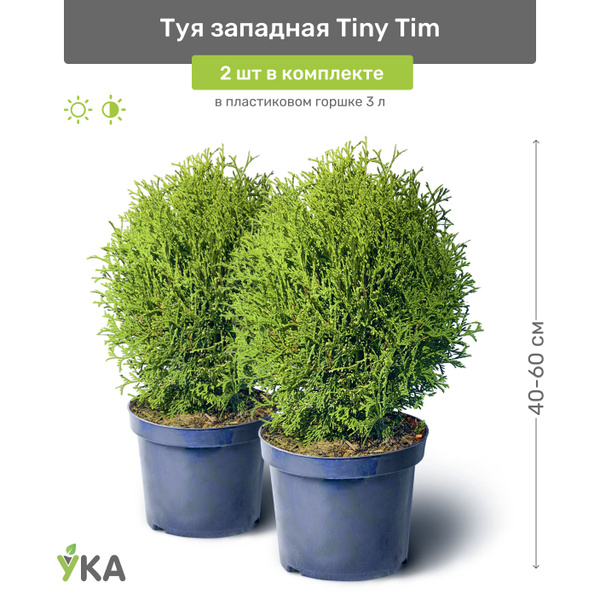Туя западная Tiny Tim (Тини Тим) 40-60 см в пластиковом горшке 3 л ...