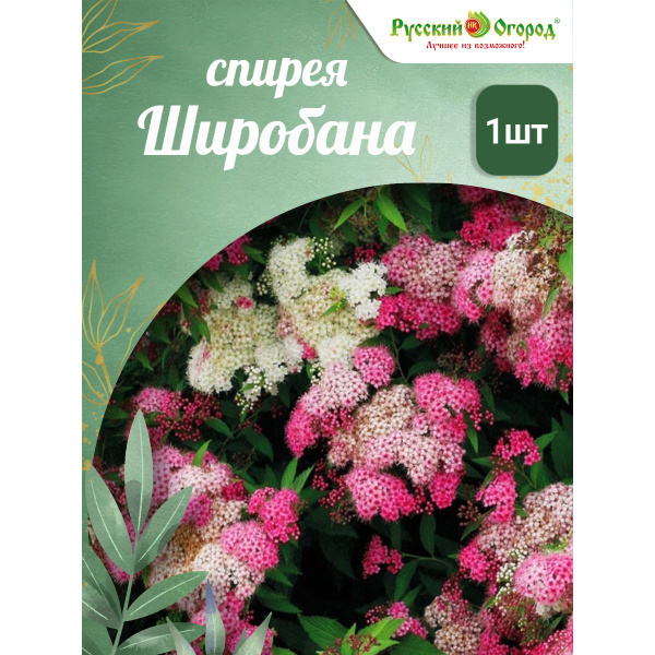 Спирея японская Широбана - купить с доставкой по выгодным ценам в ...