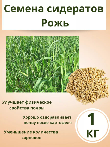 сидератов Рожь 1 кг - купить по выгодным ценам в интернет-магазине OZON ...