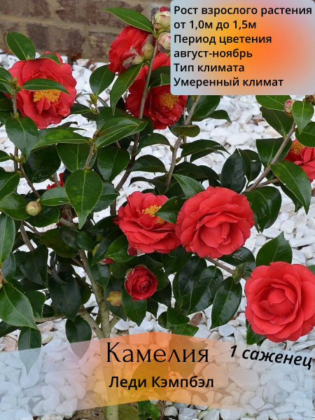 Камелия . - купить по выгодным ценам в интернет-магазине OZON (1619725297)