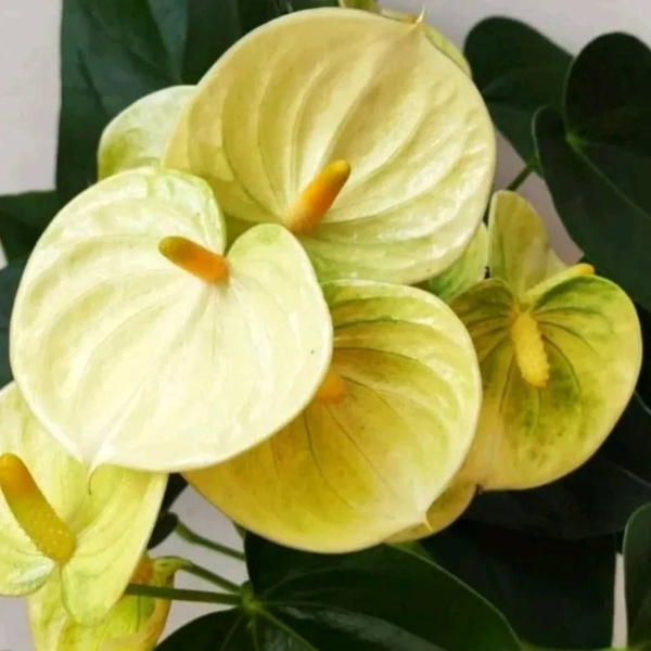 Антуриум, Адиантум, цвет желтый, зеленый, 7.5 см, 1 шт купить на OZON ...