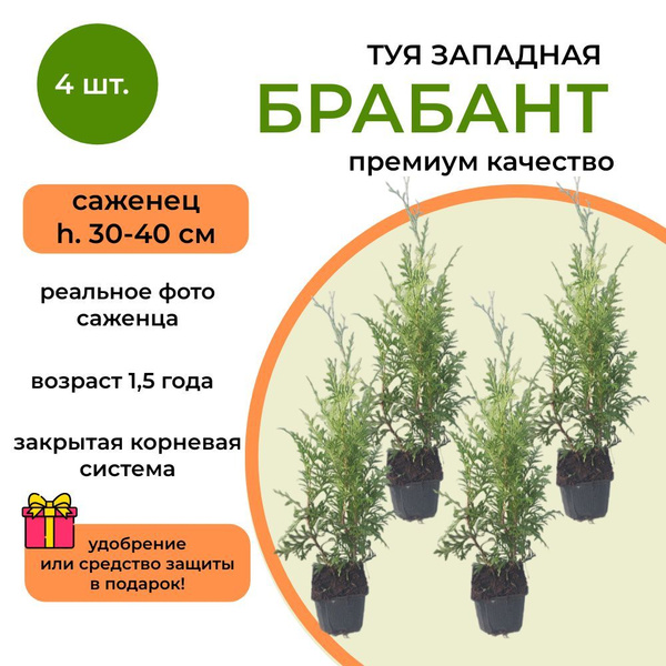 Туя западная Брабант 4 шт, саженец туи h. 30-40 см, 1,5 года, закрытая ...