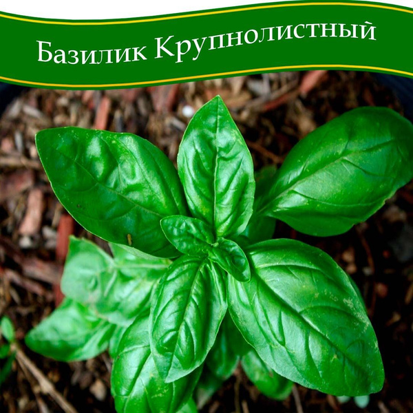 овощей - купить по выгодным ценам в интернет-магазине OZON (1754044536)