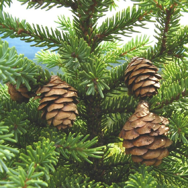 Ель Deodar SEEDS COMPANY ель - купить по выгодным ценам в интернет ...