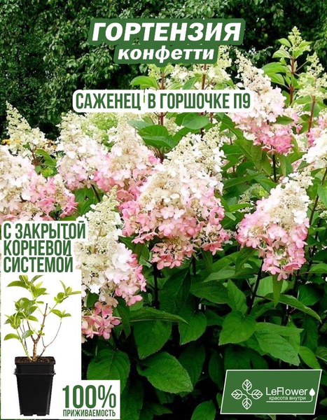 LeFlower лф-саженец1 - купить по выгодным ценам в интернет-магазине ...