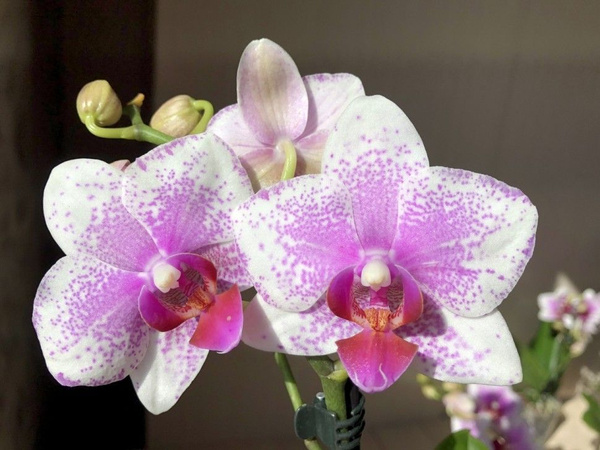 Живая орхидея фаленопсис № 307, L101674 Rotterdam, размер 2,5 " (сейчас ...