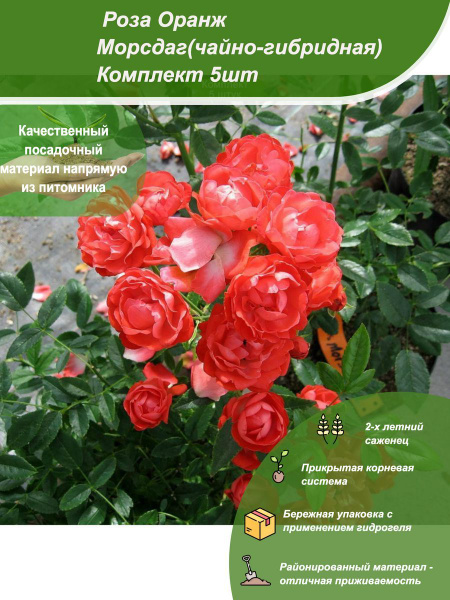 Посадочный материал. 5шт / Роза Оранж Морсдаг(чайно-гибридная) для ...